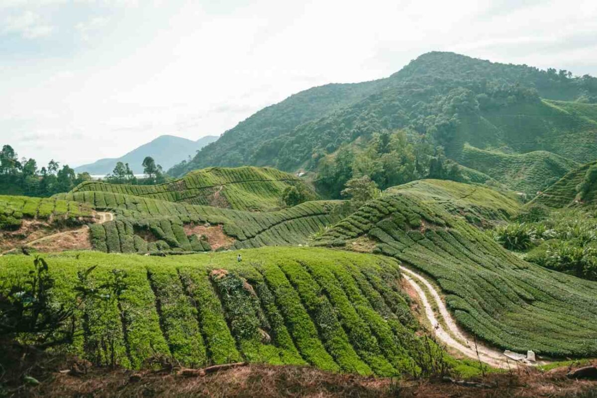 Cameron Highlands: guida completa alle colline della Malesia